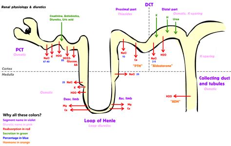 Renal Physiology Almostadoctor