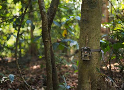Building Urban Predator Prey Networks Using Camera Traps School Of Cities
