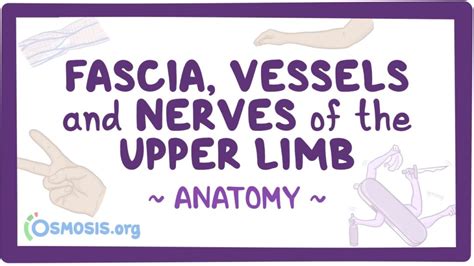 Upper Extremity Fasciitis Examples Dermatomes Chart And Map