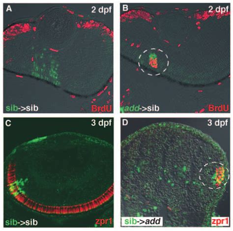 Add Mutation Behaves In A Cell Autonomous Manner A Transplantation