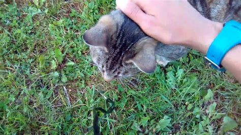 Le Meilleur Chat Du Monde Youtube