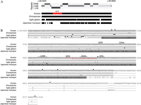 Comparison Of Nucleotide Sequences In The First Intron Of Abo Involving Download Scientific