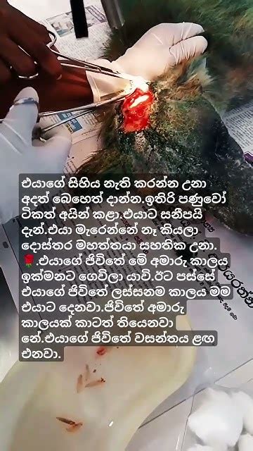 එයාගේ ජිවිතේ වසන්ත කාලය උදා වෙන්න හදන්නේ Youtube
