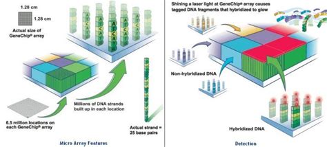 Dna Sequencing