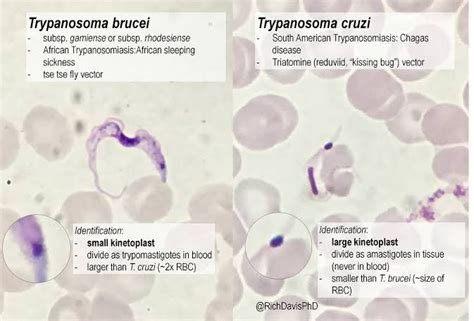Trypanosoma Brucei Y Trypanosoma Cruzi