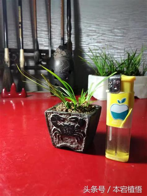 閒來無一事刻青磚養菖蒲 每日頭條