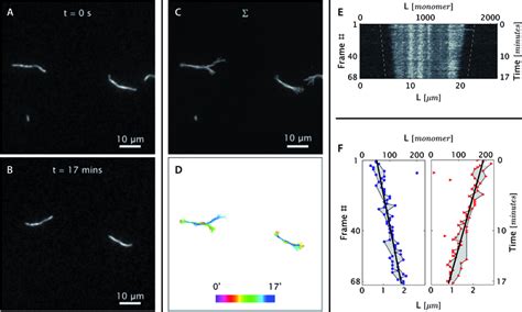 Real Time Observation Of Nanotube Depolymerization A And B Before Download Scientific