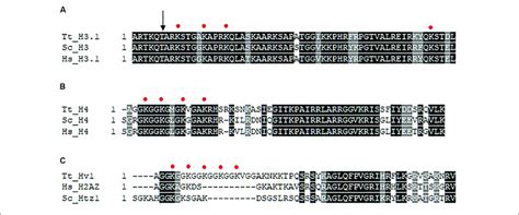 Multiple Sequence Alignment Of Histone N Termini Clustal Omega Was Download Scientific