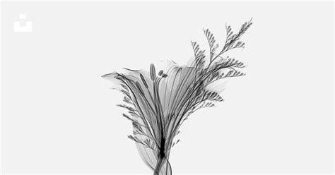 흰색 배경에 고립 된 회색 백합 꽃 사진 Unsplash의 무료 꽃 이미지