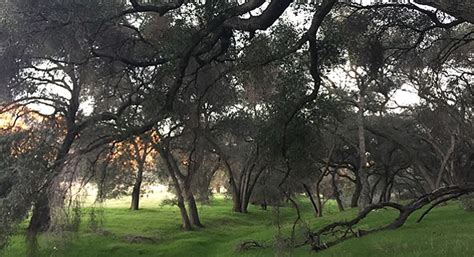 Hiking The Hollenbeck Canyon Loop San Diego Reader