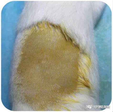 大鼠卵巢摘除模型 知乎