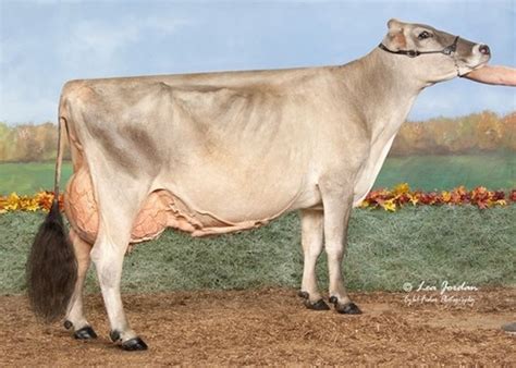 Dairy Cattle Flashcards Quizlet