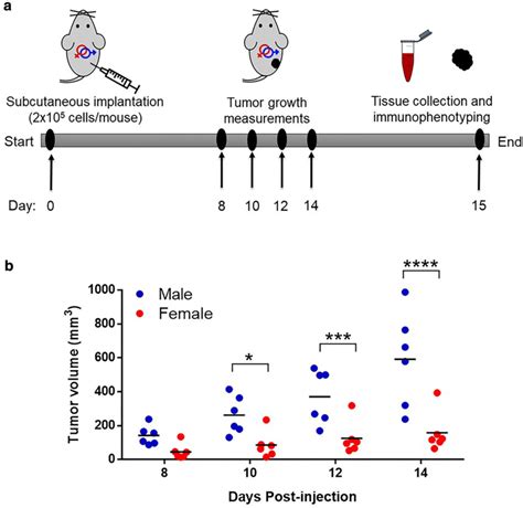Sex Differences In Melanoma Growth A Description Of Timeline Male And Download Scientific