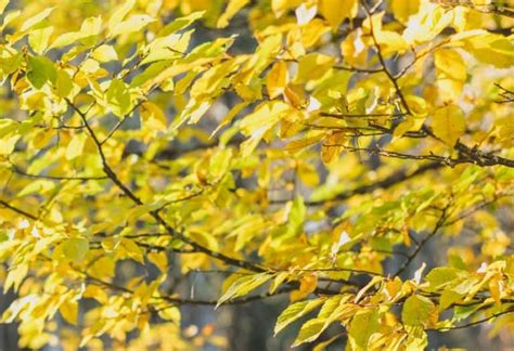 Trees With Brilliant Yellow Fall Leaves