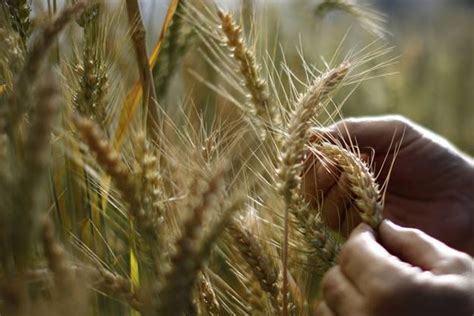 These Newly Released Wheat Varieties Have High Protein Content Resistant To Brown Rust Gives