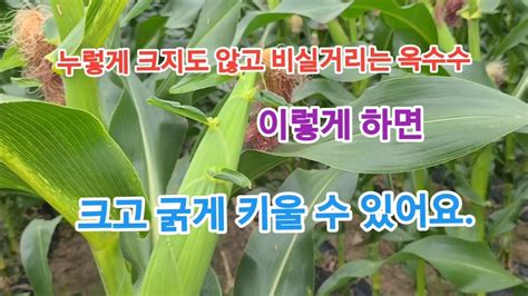 텃밭에 심어 놓은 옥수수 누렇게 크지도 않을때 이렇게 하면 알이 꽉찬 옥수수로 수확 할수 있어요 Youtube