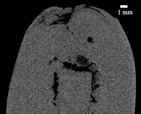 Growth Pathology Of Belemnite Rostrum Upper Jurassic Moscow Region