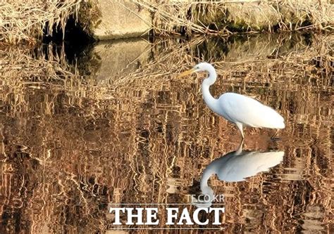 텃새화된 여름철새 중대백로의 힘겨운 겨울나기[tf사진관] 전국 기사 더팩트