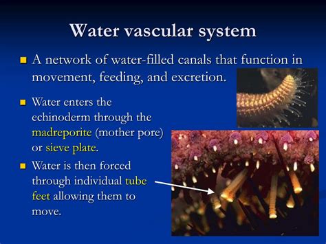 What Is Water Vascular System In Echinoderms At Stephanie Clunie Blog