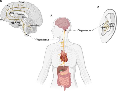Vagus Nerve