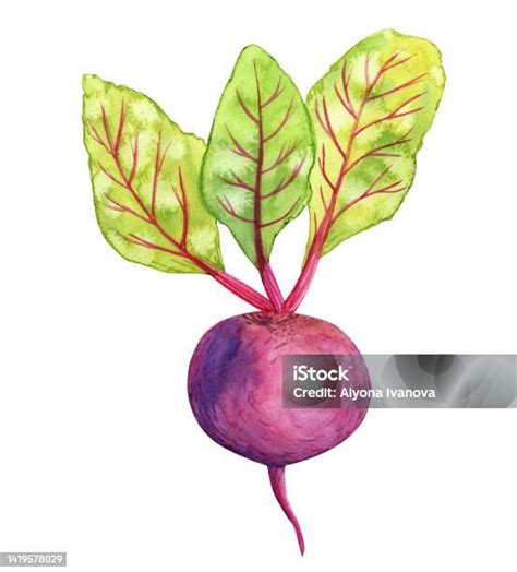 흰색 배경에 고립 된 수채화 비트 뿌리 야채 손으로 그린 그림 근대 비트에 대한 스톡 벡터 아트 및 기타 이미지 근대 비트 드로잉 일러스트레이션 Istock