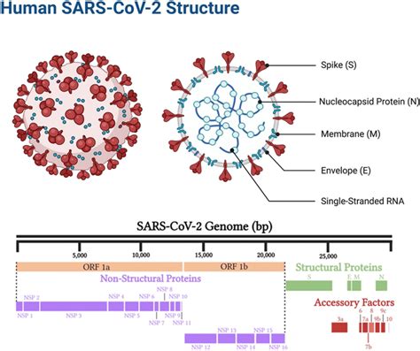 Understanding Mers Cov A Comprehensive Overview Ask The Nurse Expert