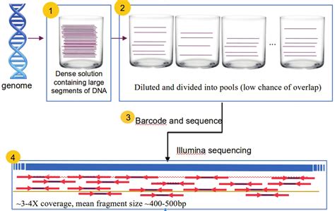 Figure Pooled Clone Sequencing 1 A Dense Solution That Contains