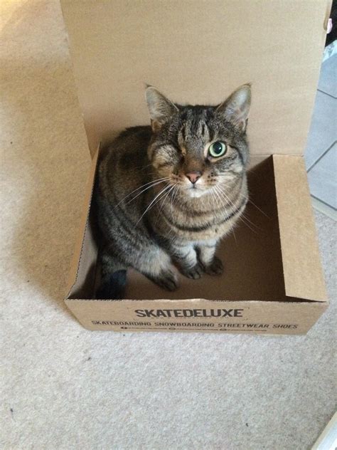 My Pirate Kitty Db Happy In A Box Piratekitties