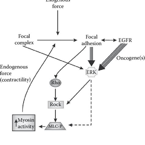 Components Of ECM The Structure And Functions Of Various ECM Download Table