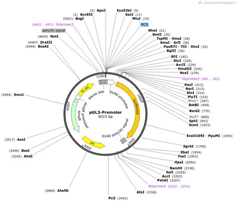 Pgl3 Promoter载体 质粒图谱 优宝生物
