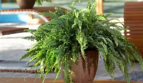 Як правильно поливати кімнатні рослини в спеку Читайте на Ukr Net