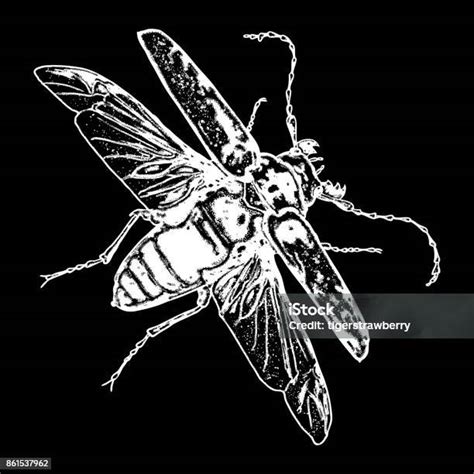 비행 곤충 벌레 날개 풍 뎅이 딱정벌레 빈티지 올드 손을 그려 화상 자국 및 해칭 음영 스타일 새겨진된 점각 목 판입니다 벡터입니다 검은색에 대한 스톡 벡터 아트 및 기타