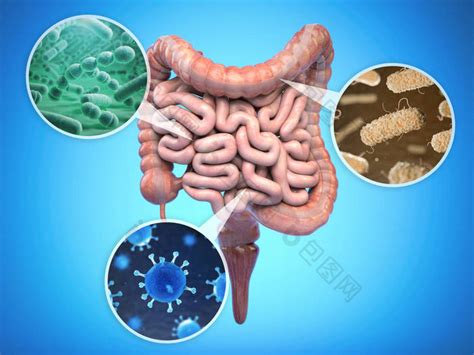 肠道顺畅高清图片下载 肠道顺畅图片 肠道顺畅素材 包图网企业站