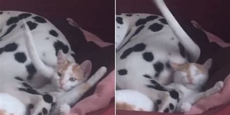 하필 강아지 엉덩이 쪽에 누워 있다 파닥파닥 움직이는 꼬리 날벼락 맞은 고양이 애니멀 플래닛