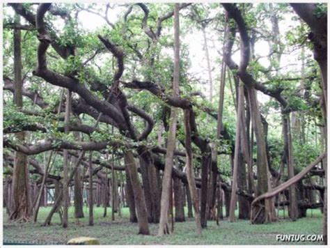 The Tree With Multiple Trunks Funzug Com