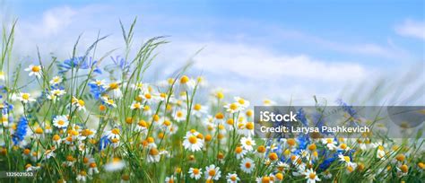 아름다운 필드 초원 꽃 카모마일 구름과 푸른 하늘에 대한 아침에 푸른 야생 완두콩 0명에 대한 스톡 사진 및 기타 이미지 0명 개화기 계절 Istock