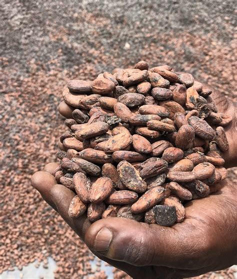 Cocoa Barometer 2020 Demands System Change To End Cocoa Poverty