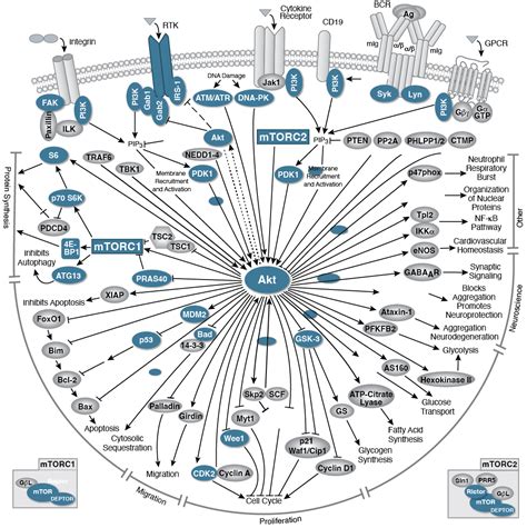 Ptmscan® 多通路服务 Cell Signaling Technology