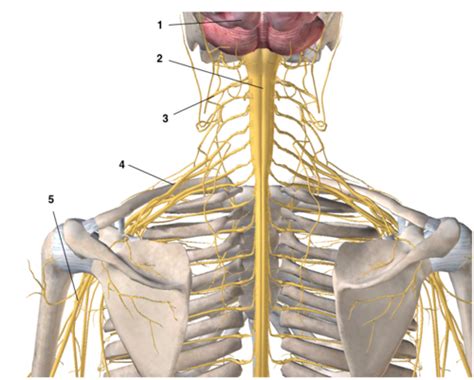 Anatomy Of The Muscular System Head Neck And Trunk Flashcards Quizlet