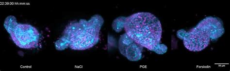 多篇science Nature齐发！类器官研究与发育生物学迎来“史诗级”技术革新 知乎