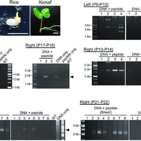 Transient Integration Of The Construct Dna Into Plastid Dna A Plant Transient Integration Of The Construct Dna Into Plastid Dna A Plant
