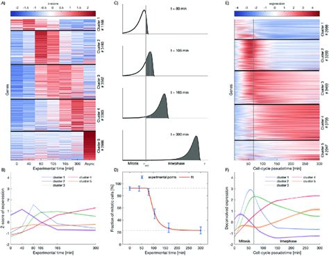 Deconvolution Of Gene Expression Data Of Synchronized Cell Populations