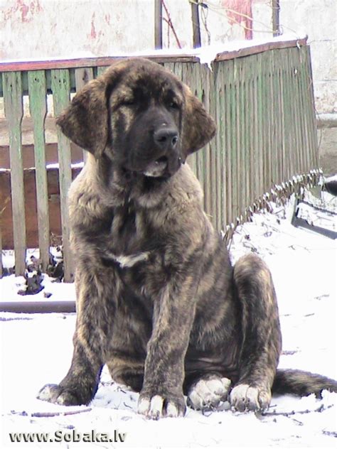 Испанский мастиф - Фото - страница 4 на SOBAKA.LV