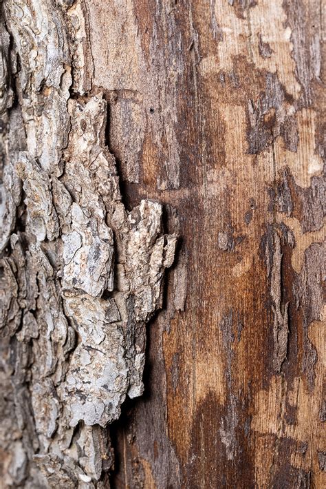 Tree Removal Service Fort Worth TX