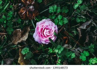 Ground Coverage Images Stock Photos Vectors Shutterstock