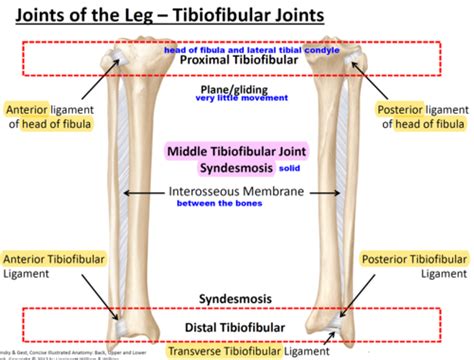 Proximal And Distal Tibiofibular Joint