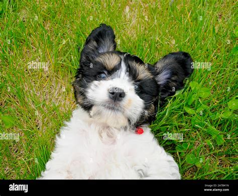 Black And White Cockapoo Puppies