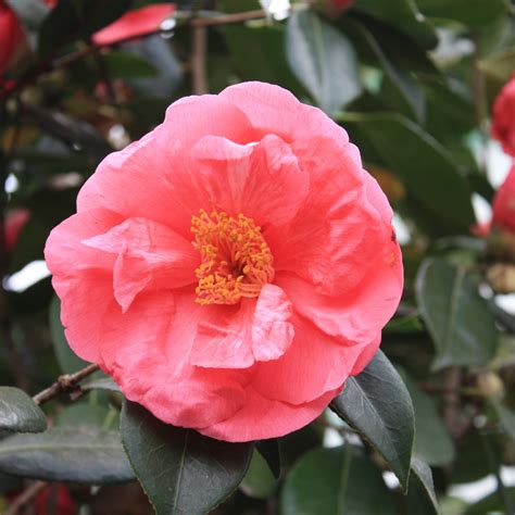 Camellia Japonica Drama Girl Majestic Trees