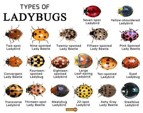 Ladybugs 🐞 R Insects