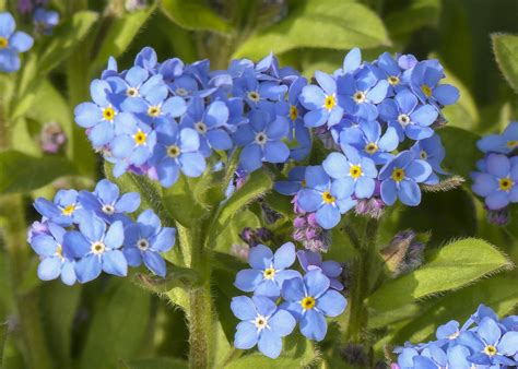 Blue Wildflower Flowers